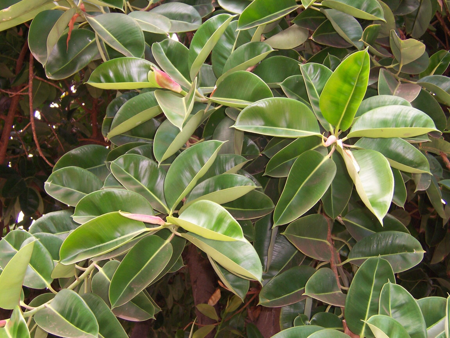 18 Great Rubber Tree Varieties to Grow Indoors or Outdoors - ProGardenTips