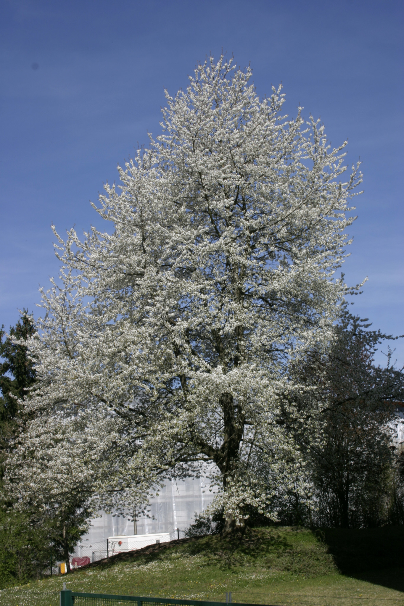 Sour Cherry (Prunus cerasus) - How to Grow & Care Guide
