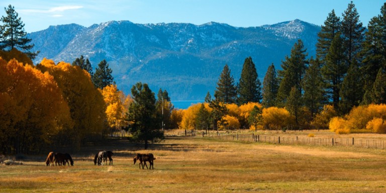 20 Most Common Trees in North America - ProGardenTips