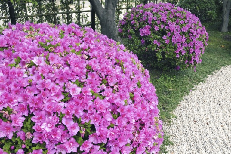 Are Azaleas Poisonous? - ProGardenTips