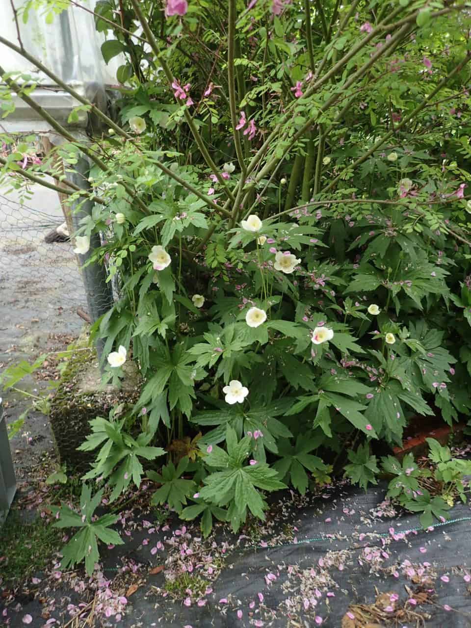 Canadian Anemone (Anemone canadensis) - How to Grow & Care Guide