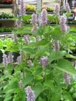 Licorice Mint (Agastache rupestris) - How to Grow & Care Guide