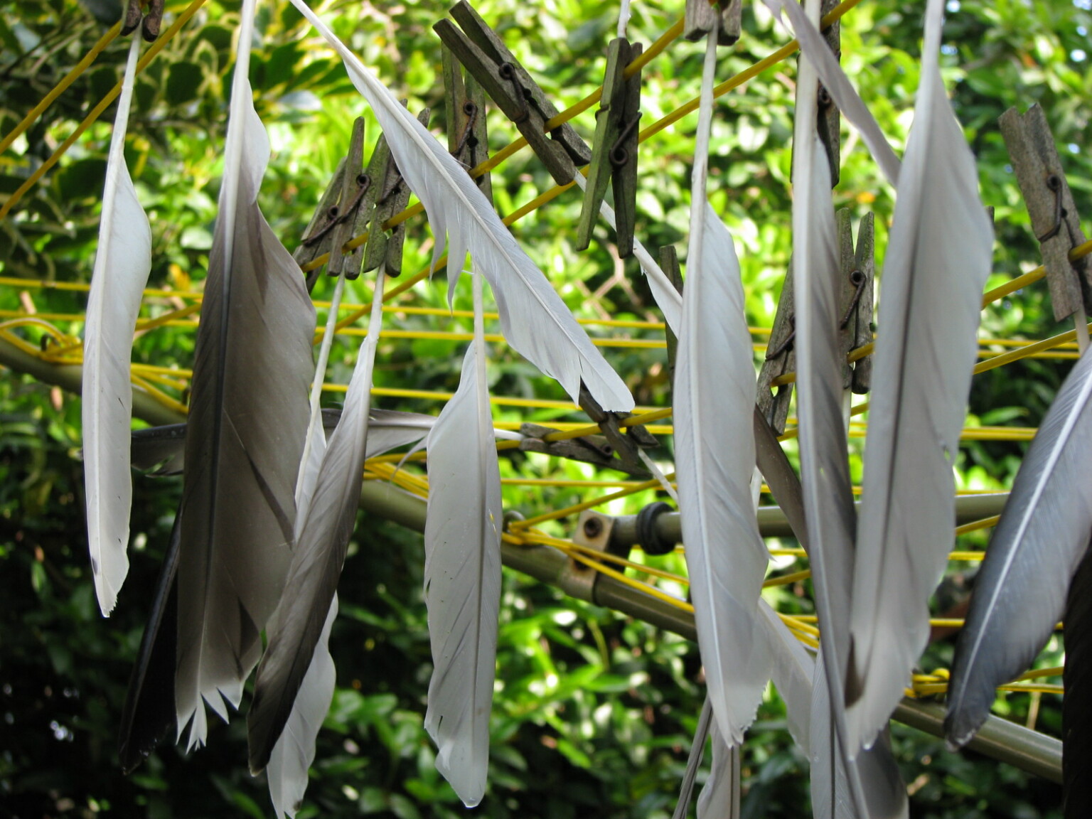 Mexican Feather Grass (Nassella tenuissima) - How to Grow & Care Guide