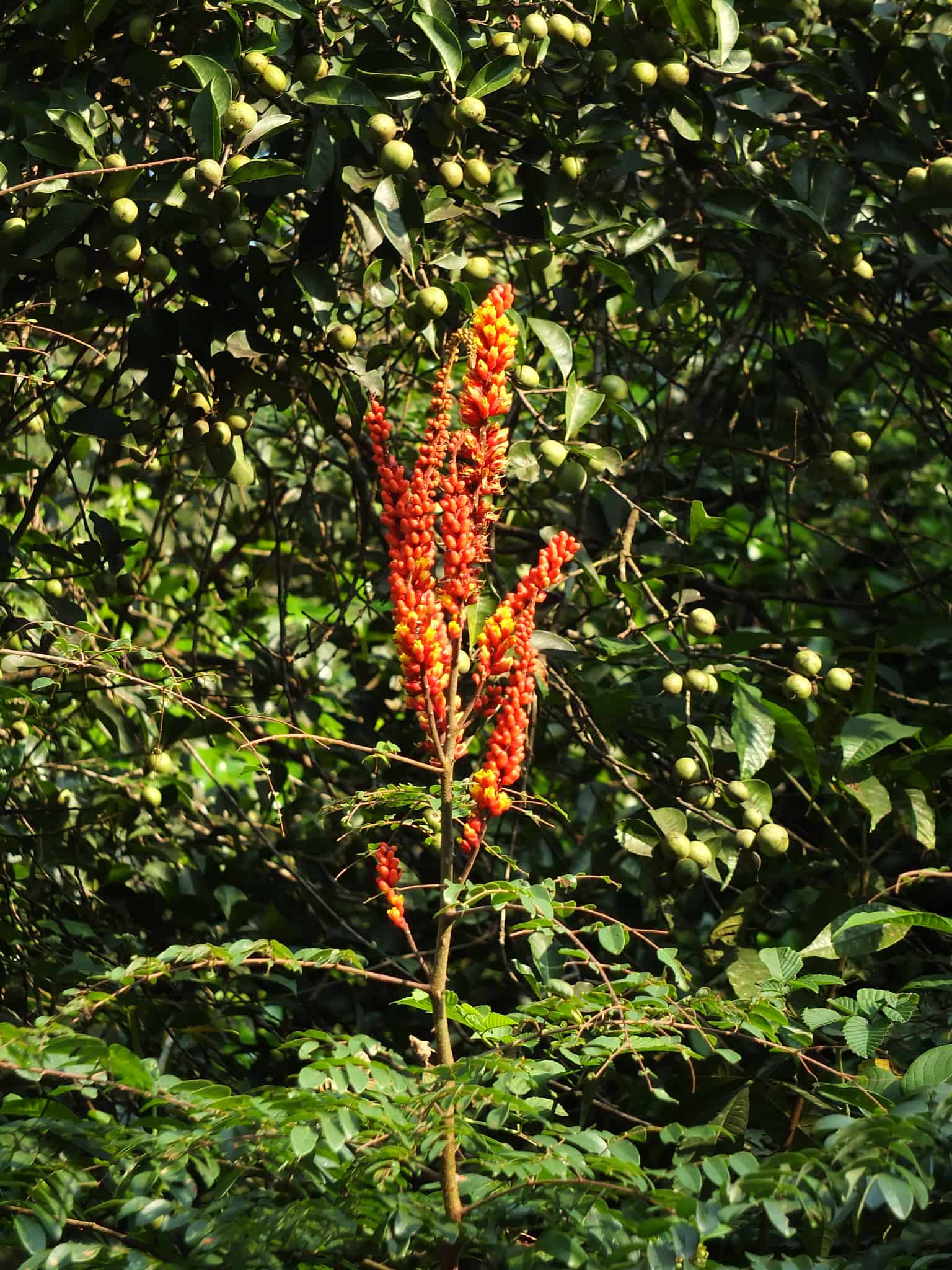 Candy Corn Plant (Moullava spicata) - How to Grow & Care Guide