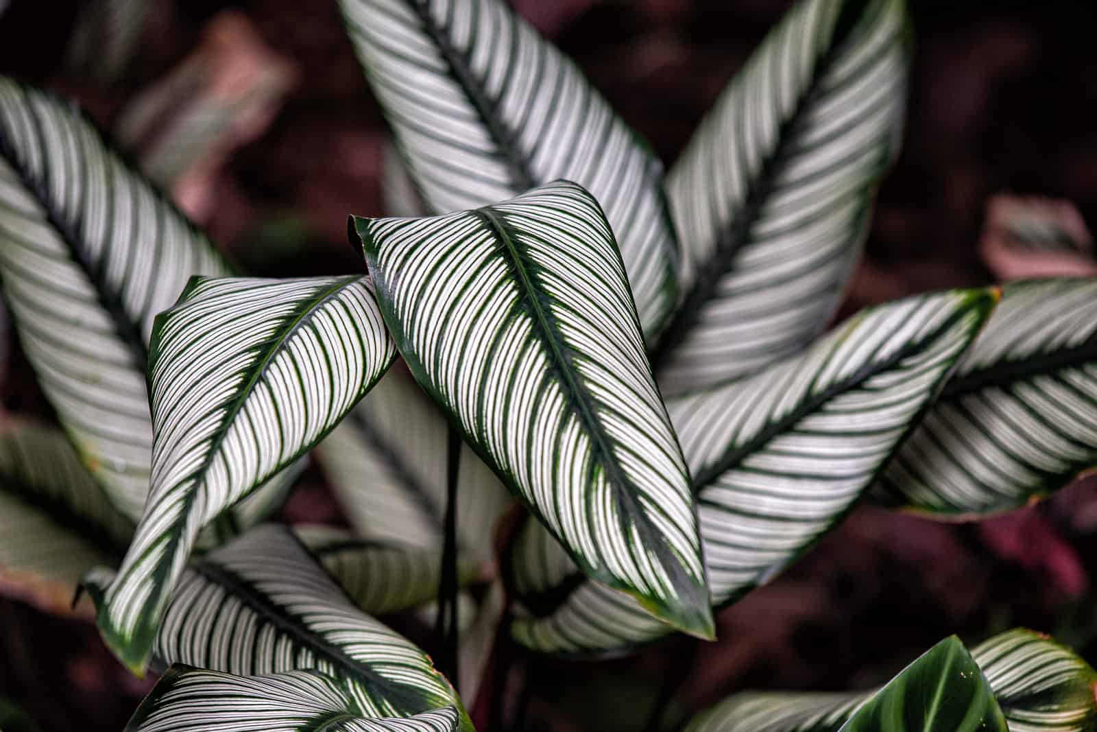 Pinstripe Plant (Goeppertia ornata) - How to Grow & Care Guide
