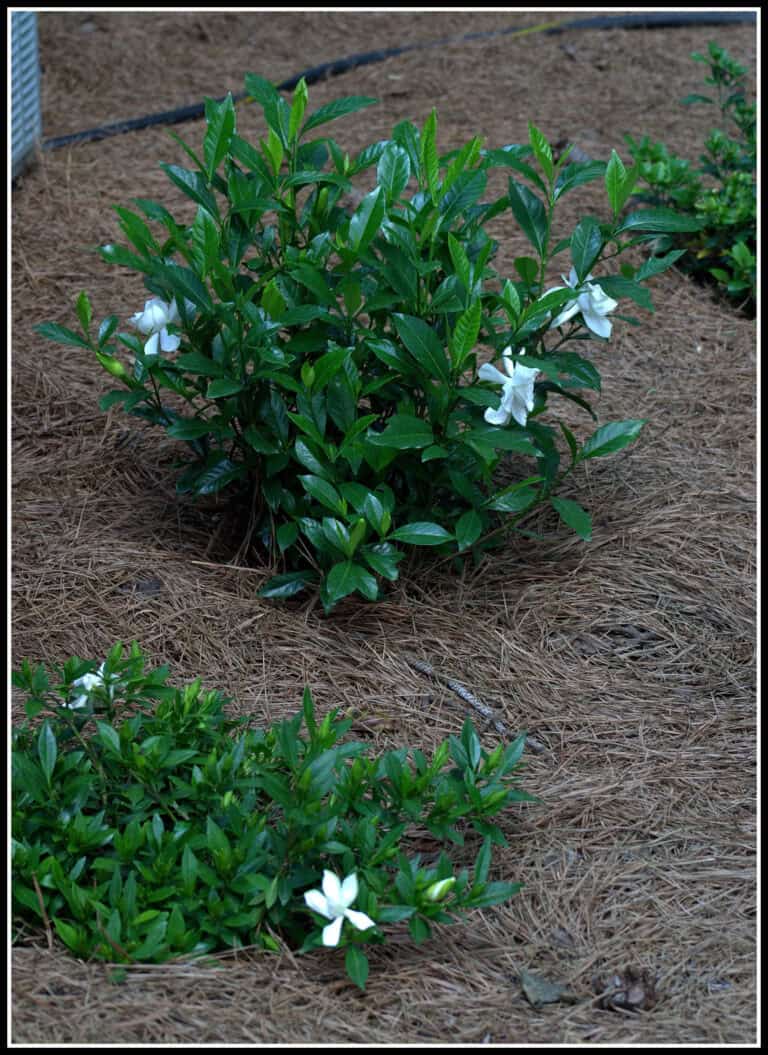 Gardenia (Gardenia Spp.) - How to Grow & Care Guide