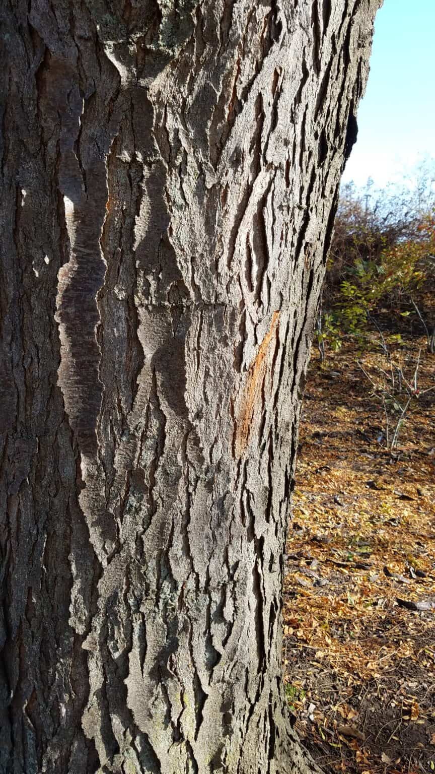 Thornless Honey Locust (Gleditsia triacanthos f. inermis) - How to Grow ...
