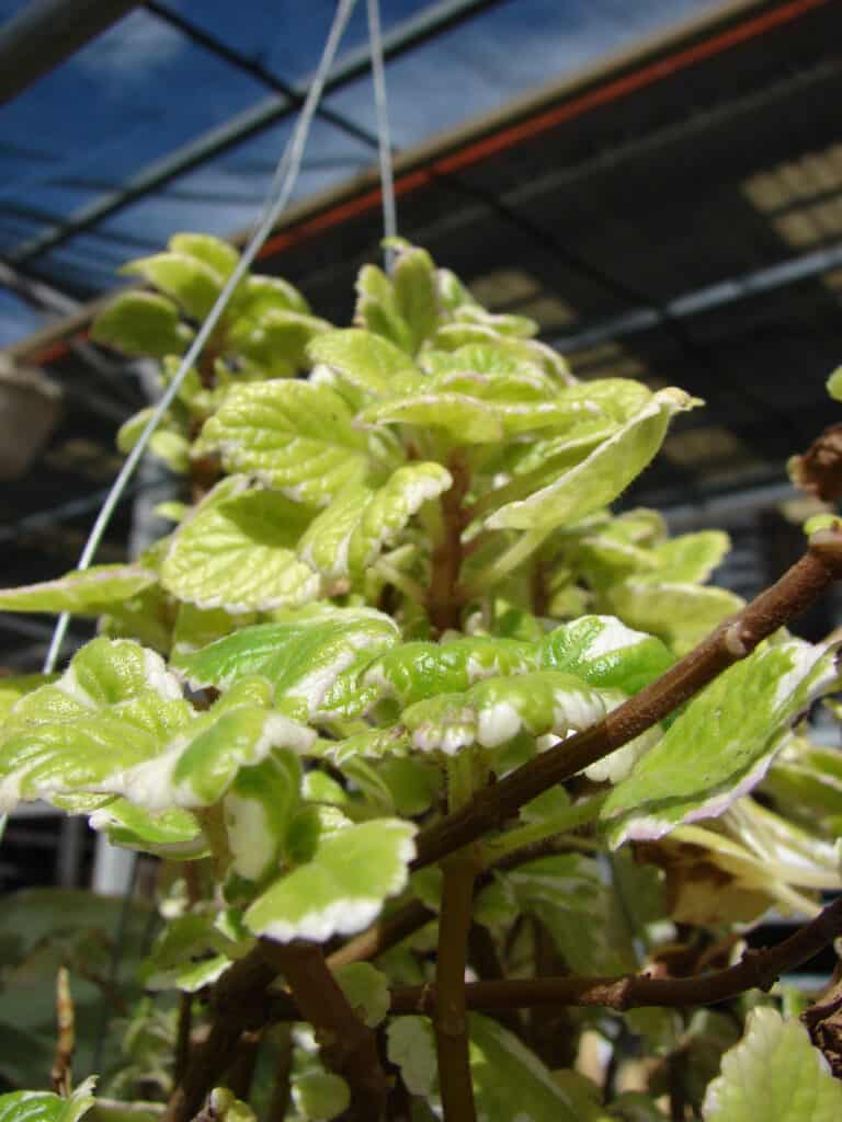 Red Dead Nettle (Lamium purpureum) - How to Grow & Care Guide