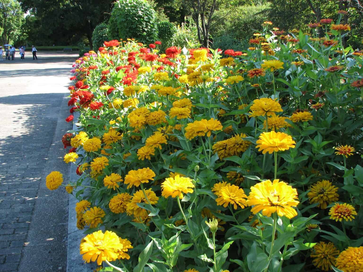 Zinnias (Zinnia elegans) - How to Grow & Care Guide