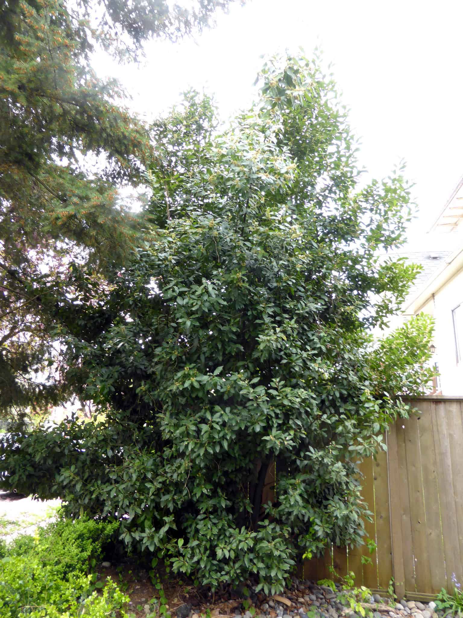 Bay Tree (Laurus nobilis) - How to Grow & Care Guide