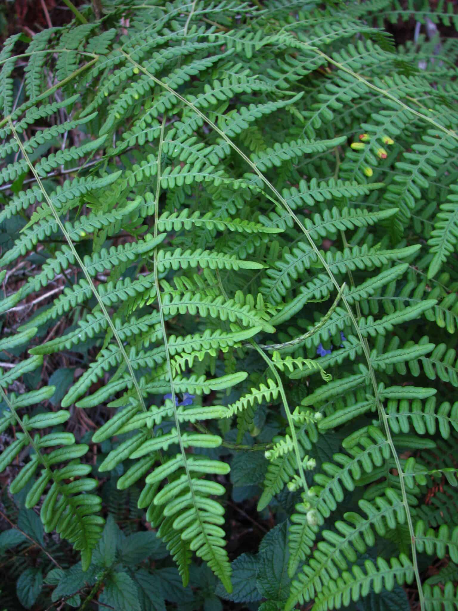 Bracken Fern (Pteridium esculentum) - How to Grow & Care Guide