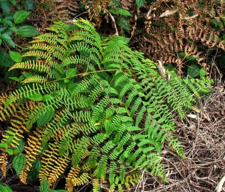 Bracken Fern (Pteridium esculentum) - How to Grow & Care Guide