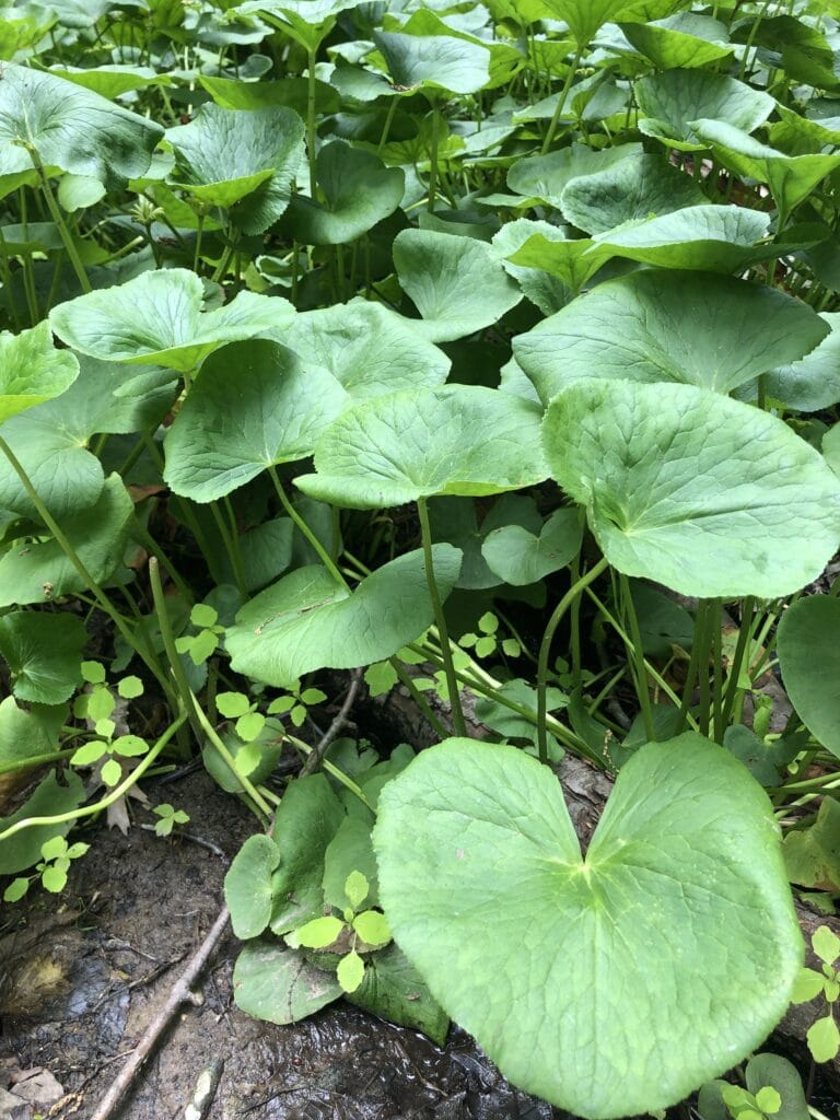 Marsh Marigold (Caltha palustris) - How to Grow & Care Guide