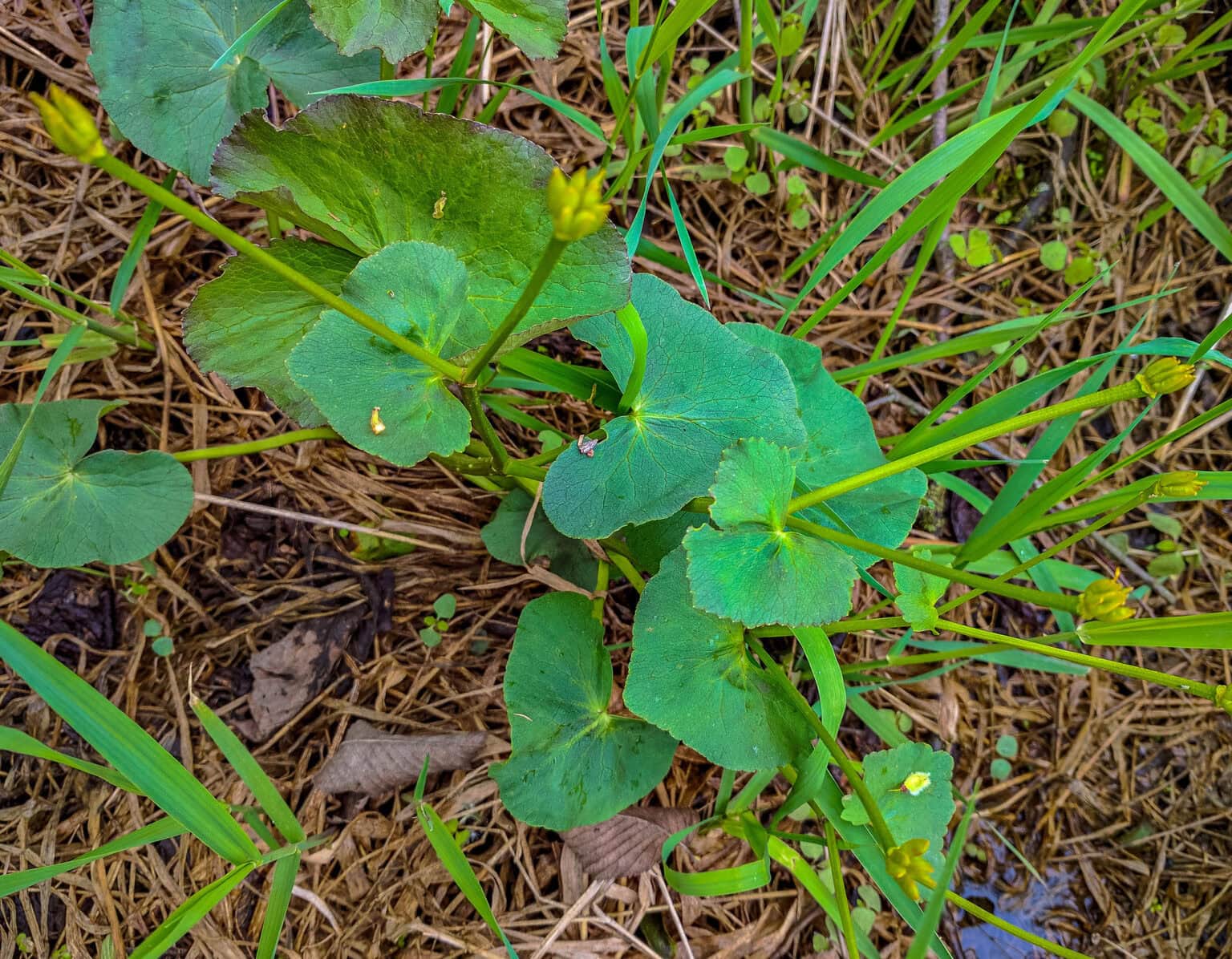 Marsh Marigold (Caltha palustris) - How to Grow & Care Guide