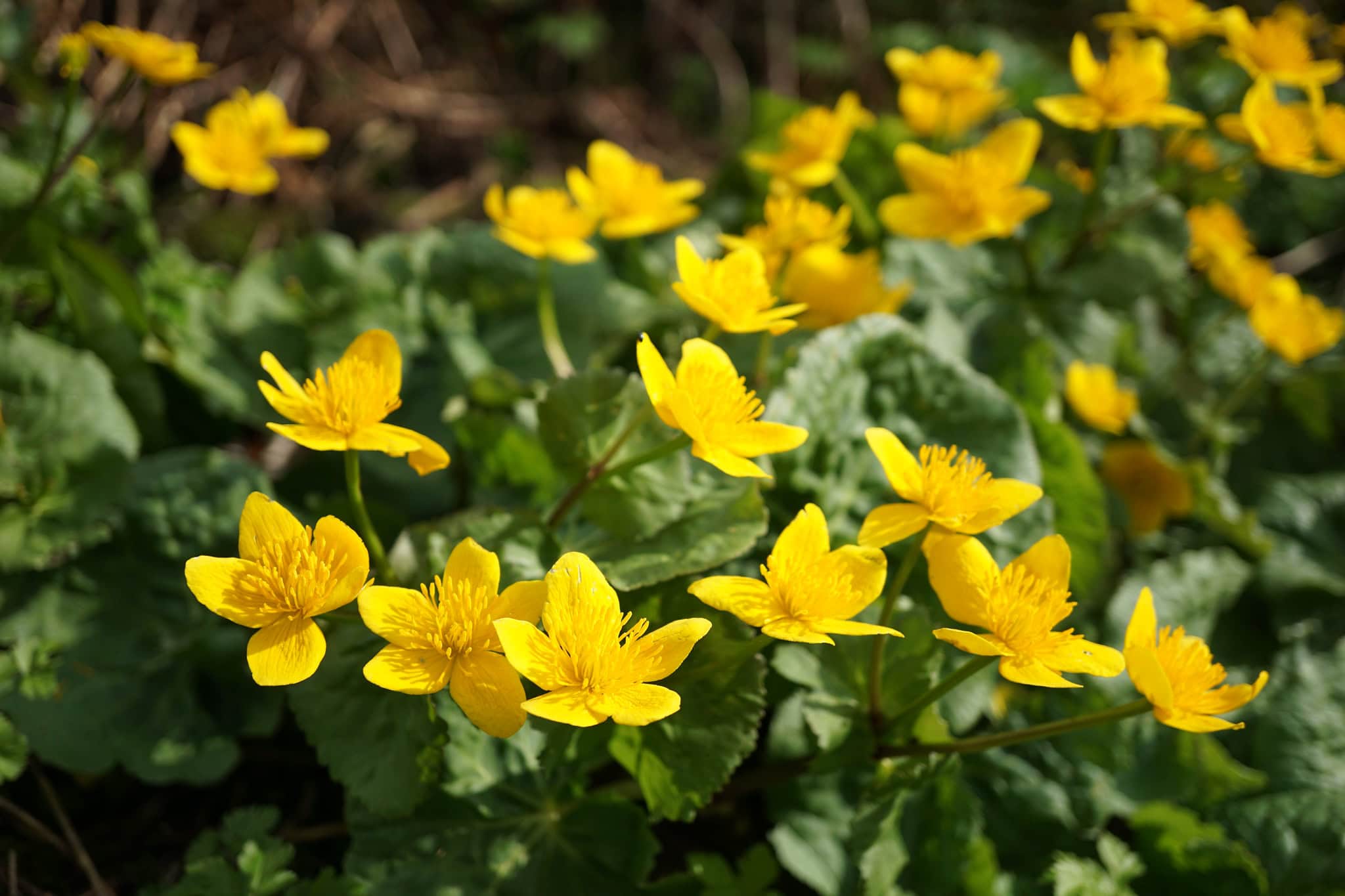Marsh Marigold (Caltha palustris) - How to Grow & Care Guide