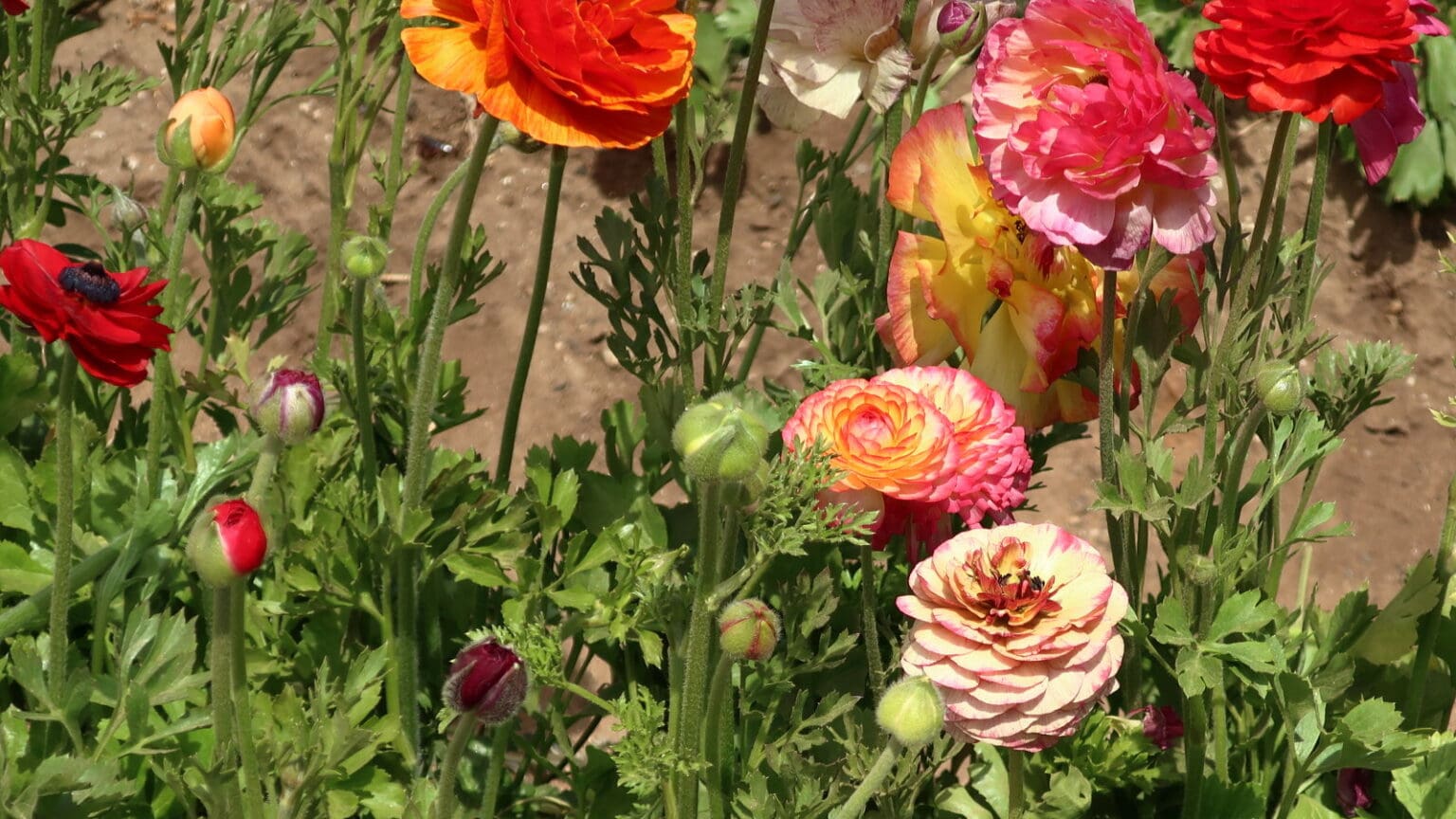 Persian buttercup (Ranunculus asiaticus) - How to Grow & Care Guide